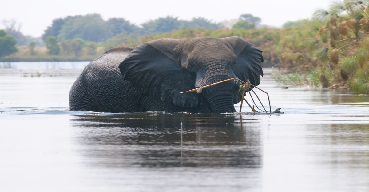El delta del Okavango, uno de los destinos más increíbles de África - Planes con Duende